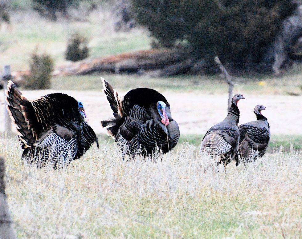 The different Turkey Species - Gary Howey's Outdoors