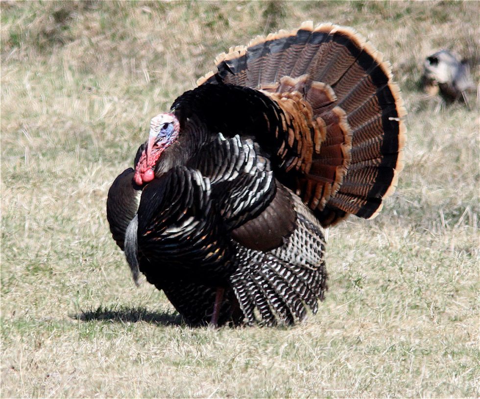 The different Turkey Species - Gary Howey's Outdoors