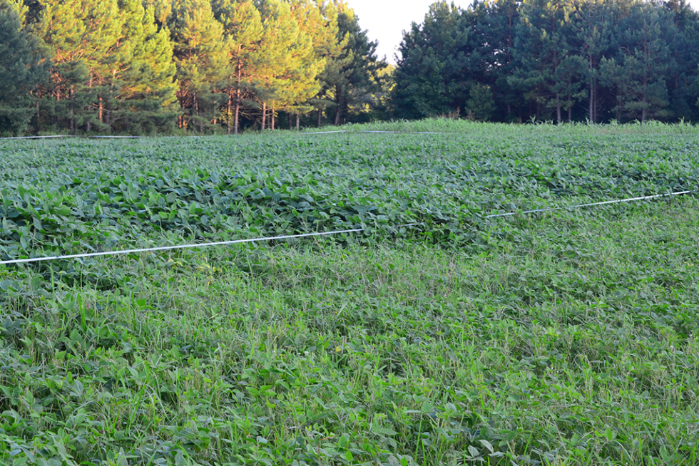 Gamekeepers of Mossy Oak FOOD PLOT FENCING OPTIONS BY: AUSTIN DELANO ...